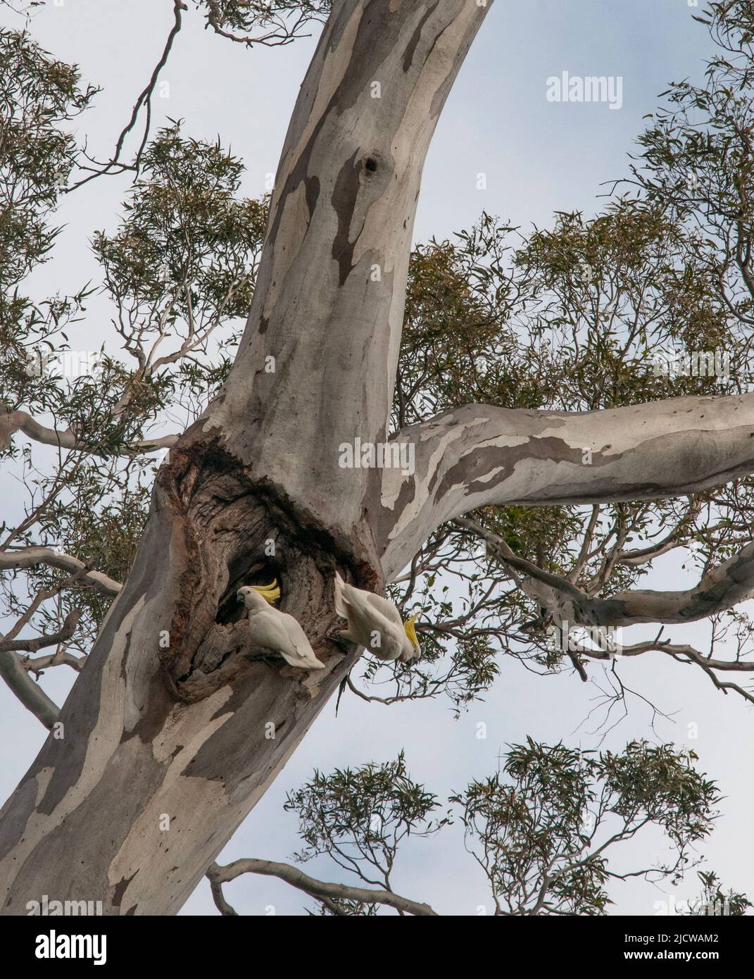Sulphur-crested cockatoos nesting in Bendigo, Victoria, Australia Stock ...