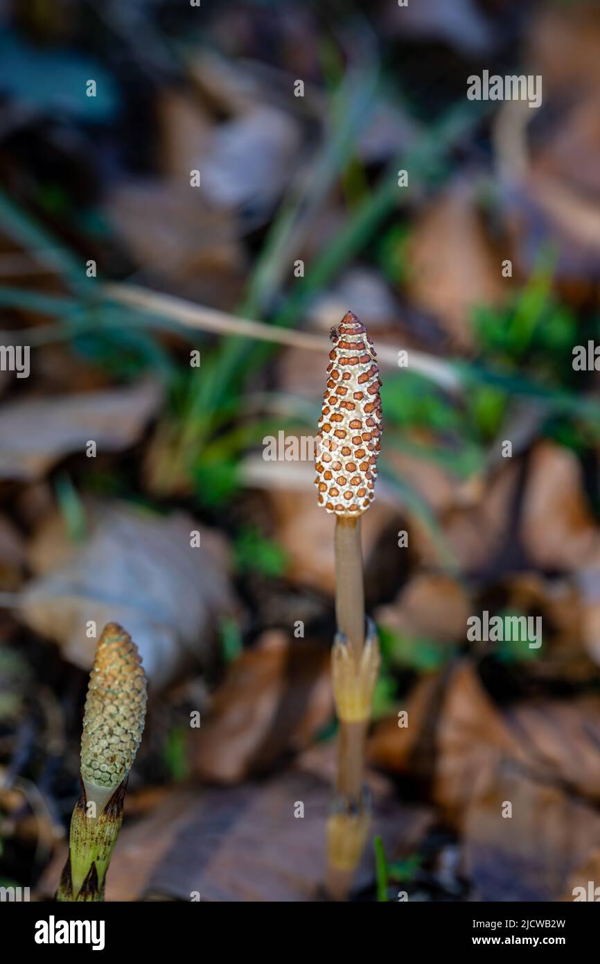 Equisetum arvense flower in meadow Stock Photo - Alamy