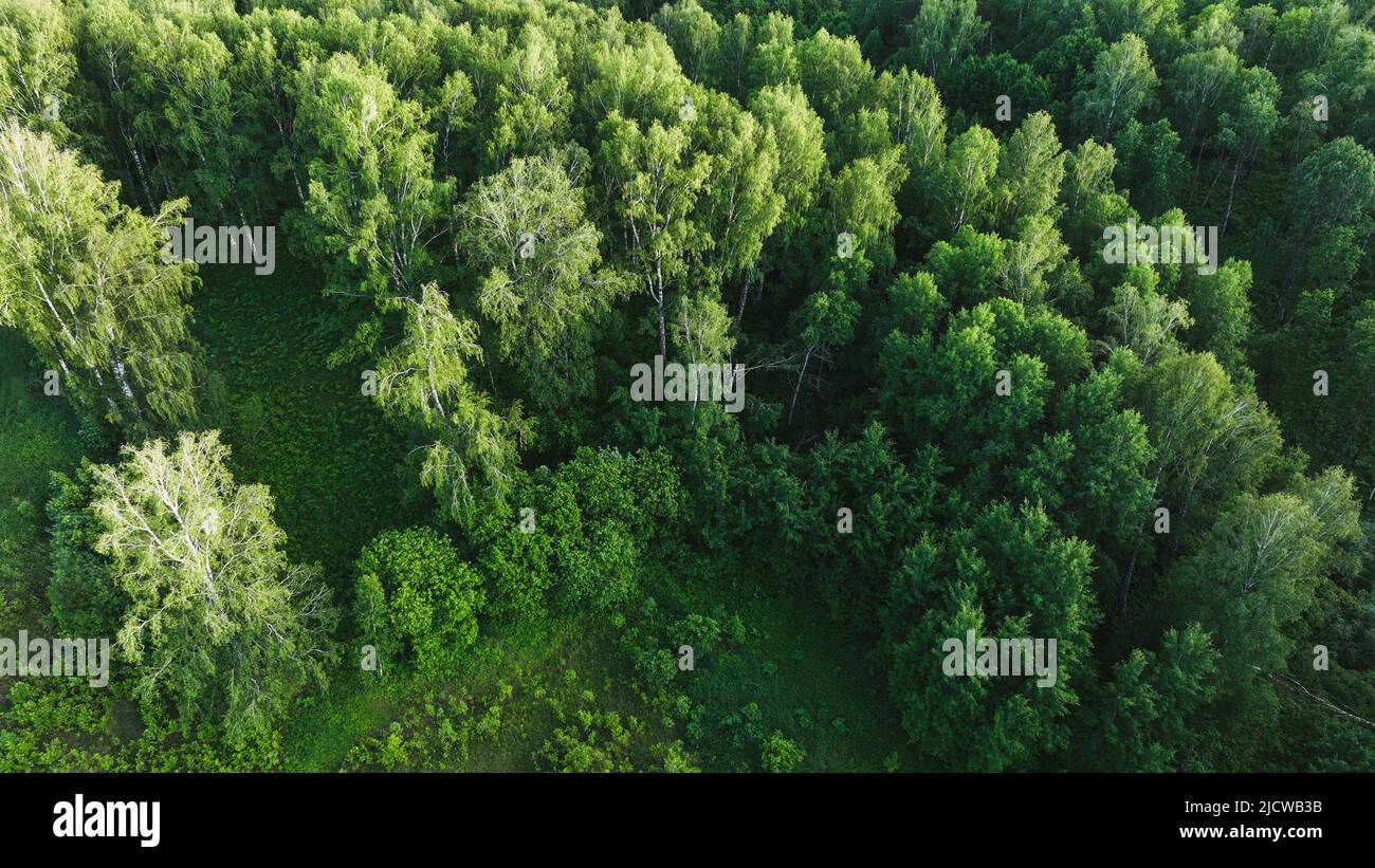 Aerial shot beautiful tree forest hi-res stock photography and images ...