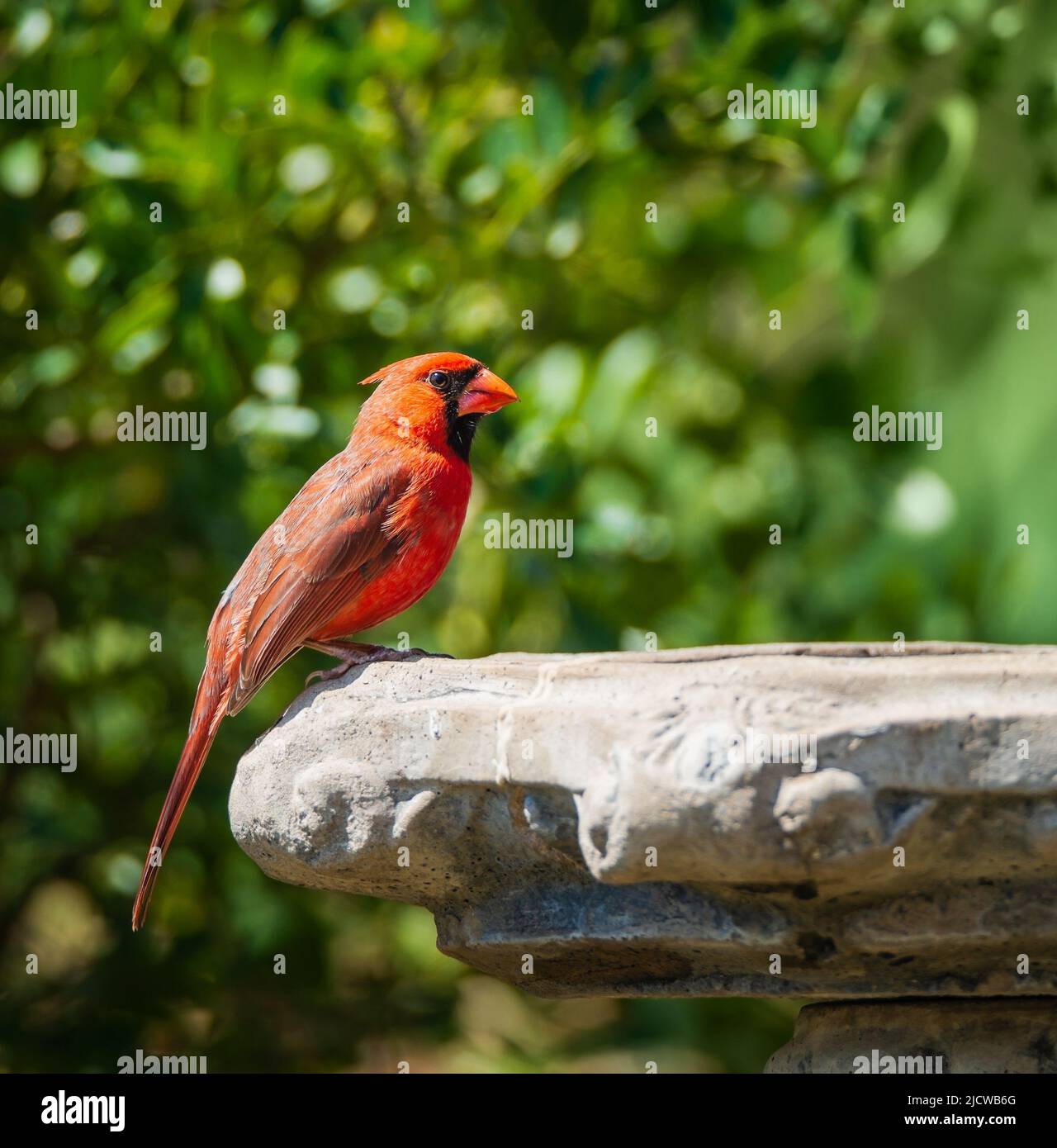 Red cardinal bird in birdbath hi-res stock photography and images - Alamy