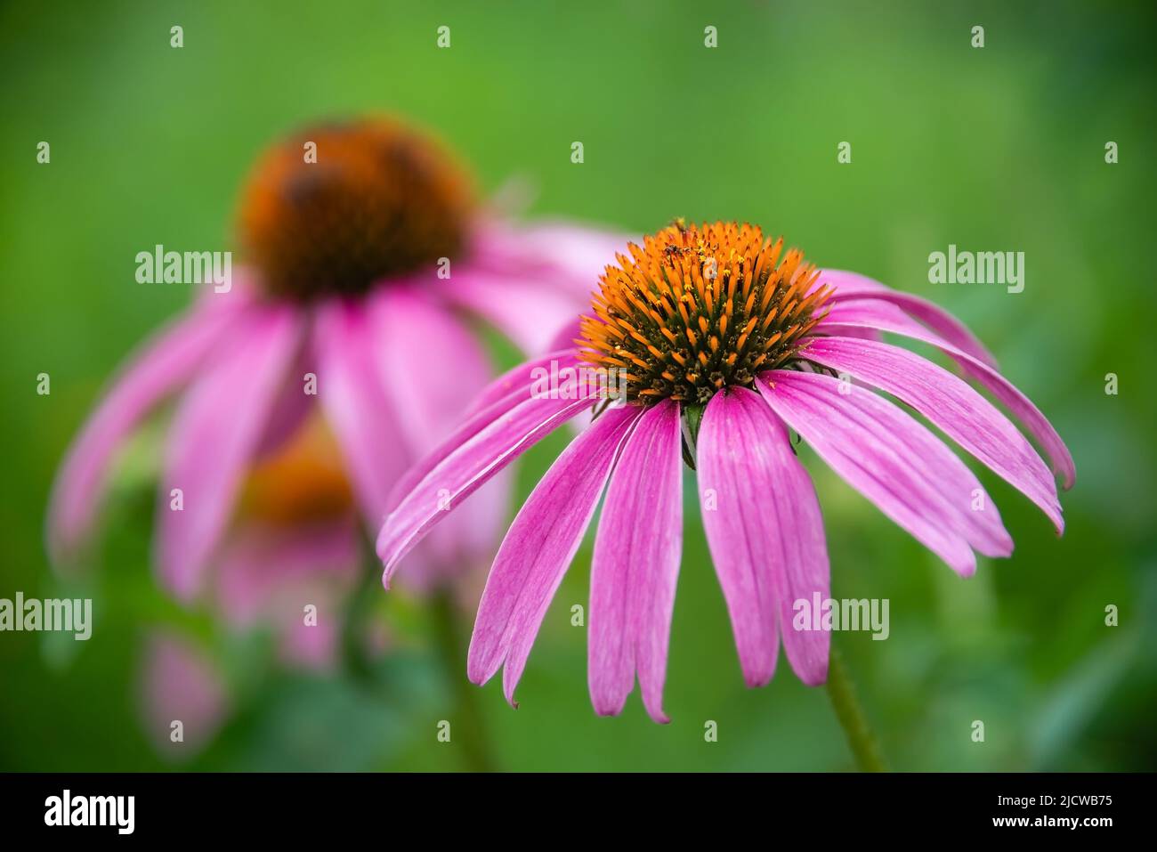 Purple Coneflower (Echinacea purpurea) blooming in the garden. Closeup ...