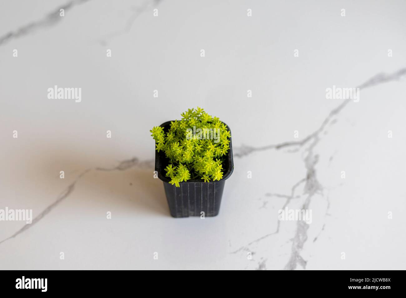 Sedum acre Aureum Golden Stonecrop Stock Photo - Alamy