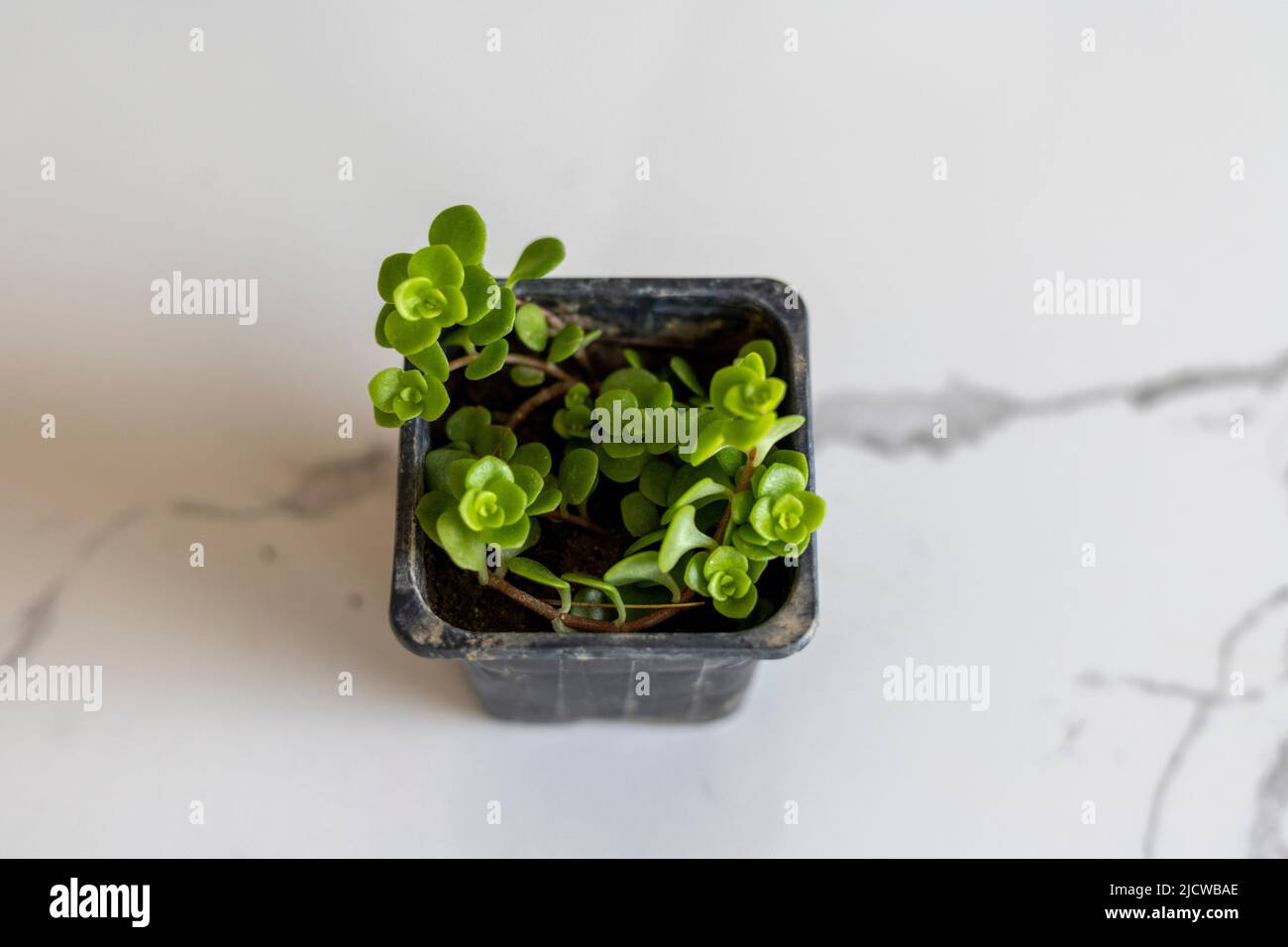 Babys tear plants hi-res stock photography and images - Alamy