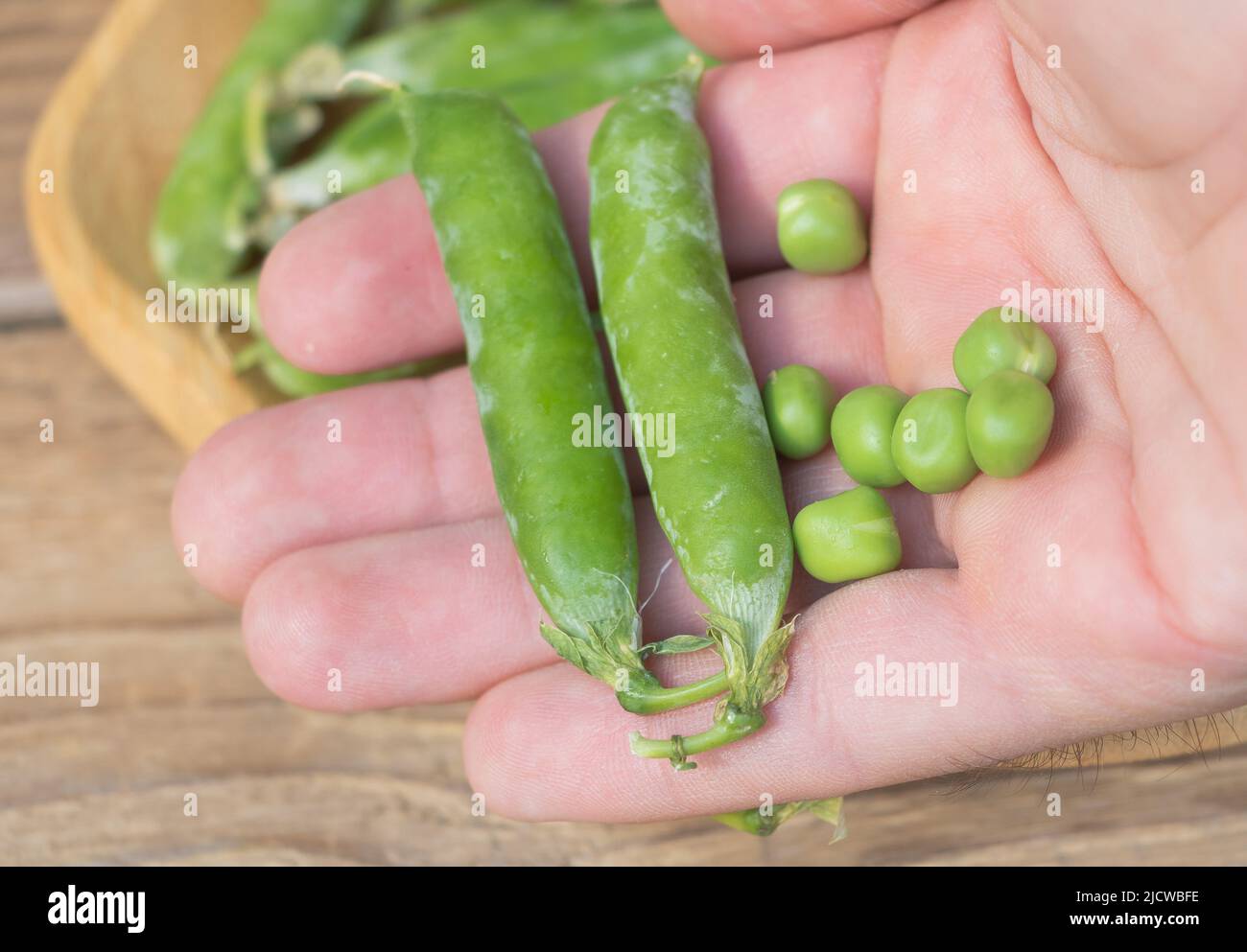 Hand holding green pea pod hi-res stock photography and images - Alamy