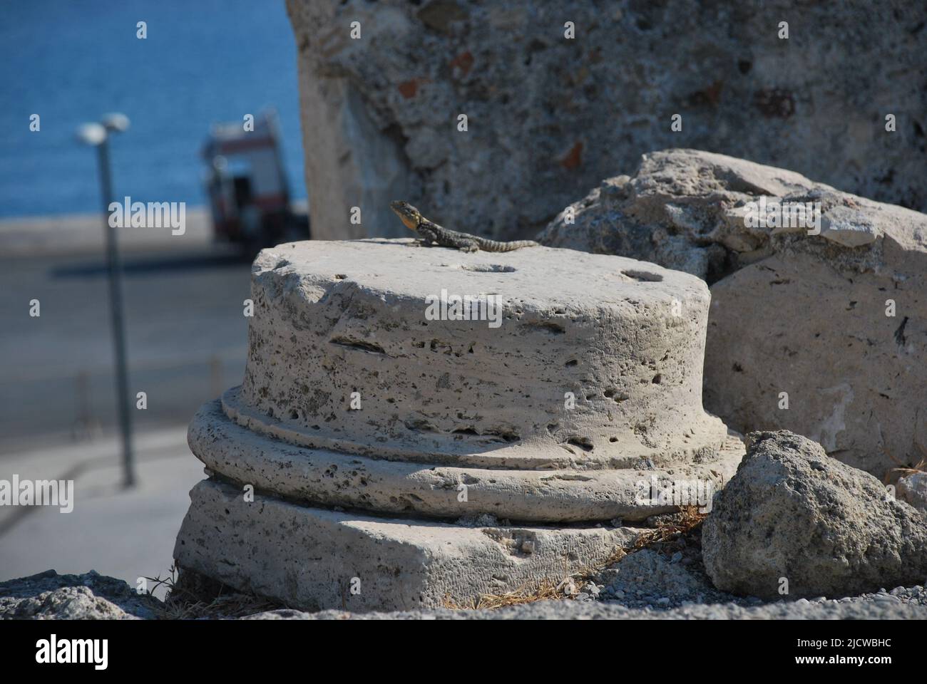 Geco hi-res stock photography and images - Alamy