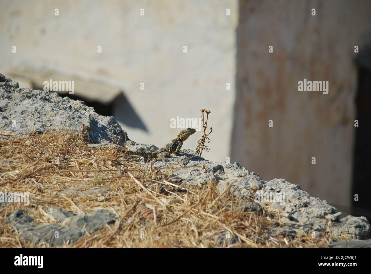 Geco hi-res stock photography and images - Alamy