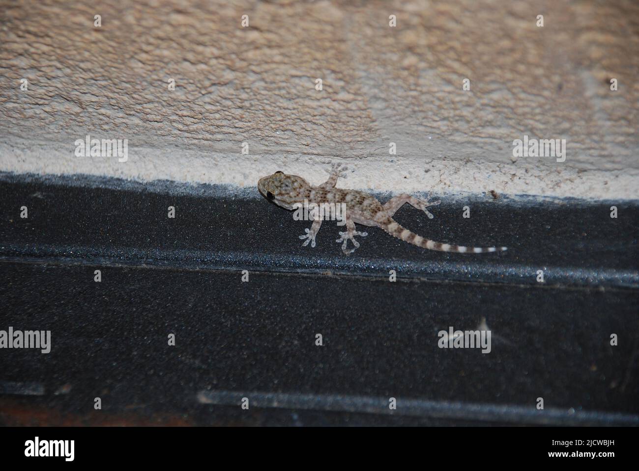 Geco hi-res stock photography and images - Alamy