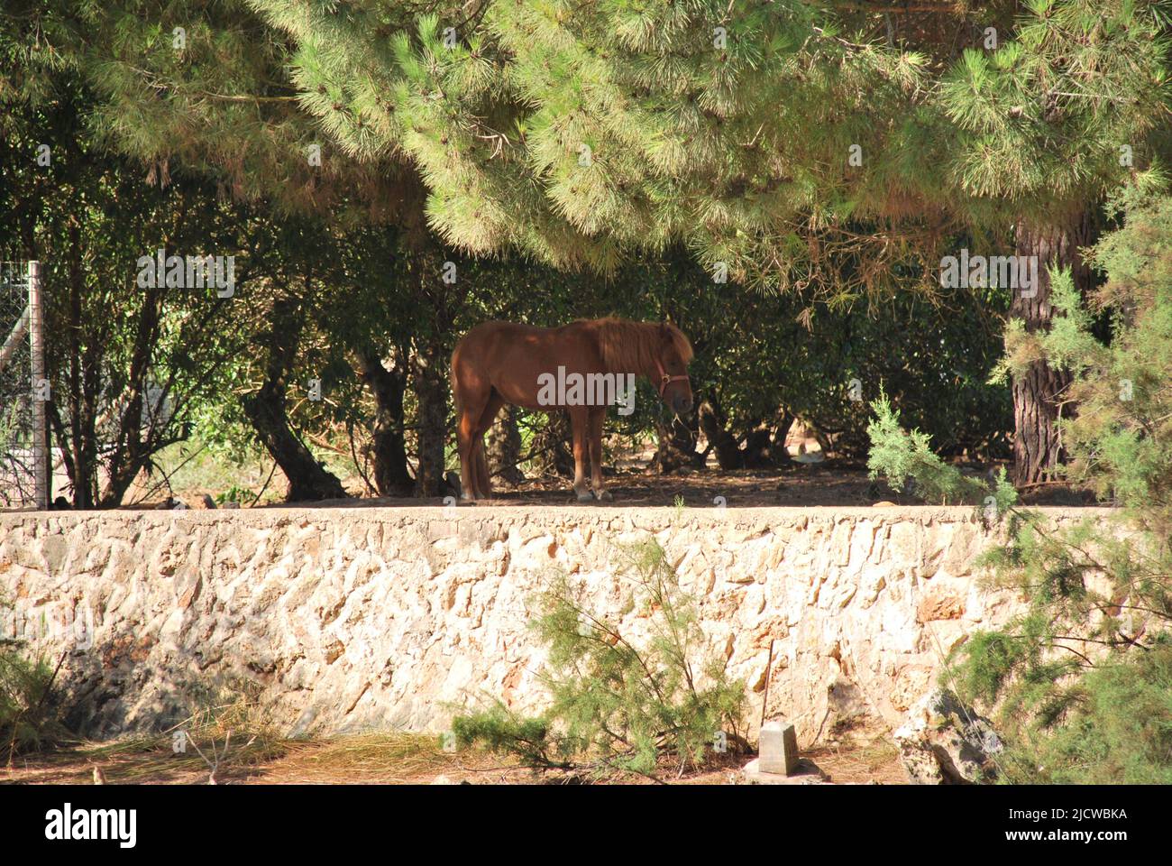 Cavallo che ride hi-res stock photography and images - Alamy