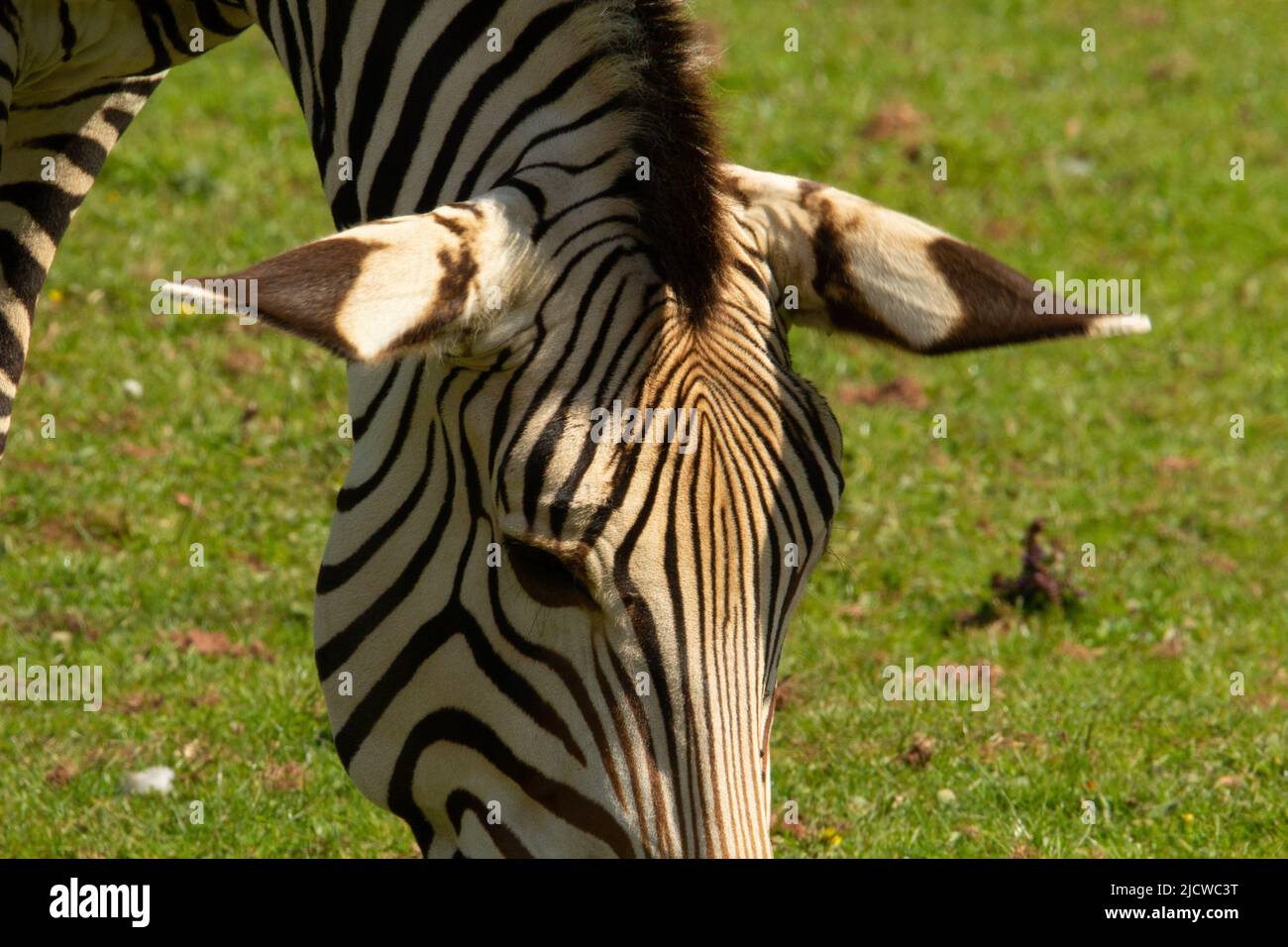 Adult male female mountain gorillas hi-res stock photography and images ...