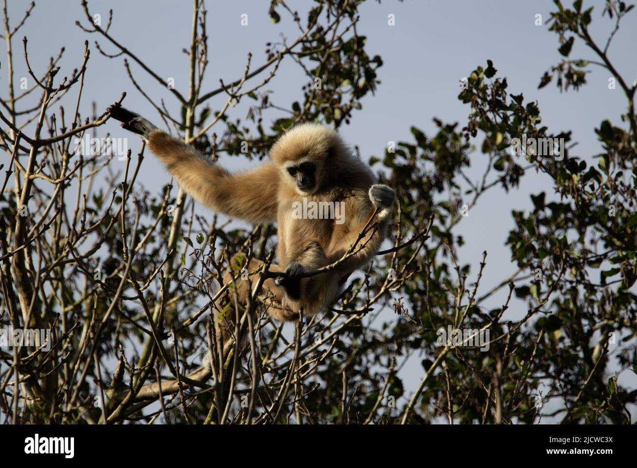 Gabon national park monkey hi-res stock photography and images - Alamy