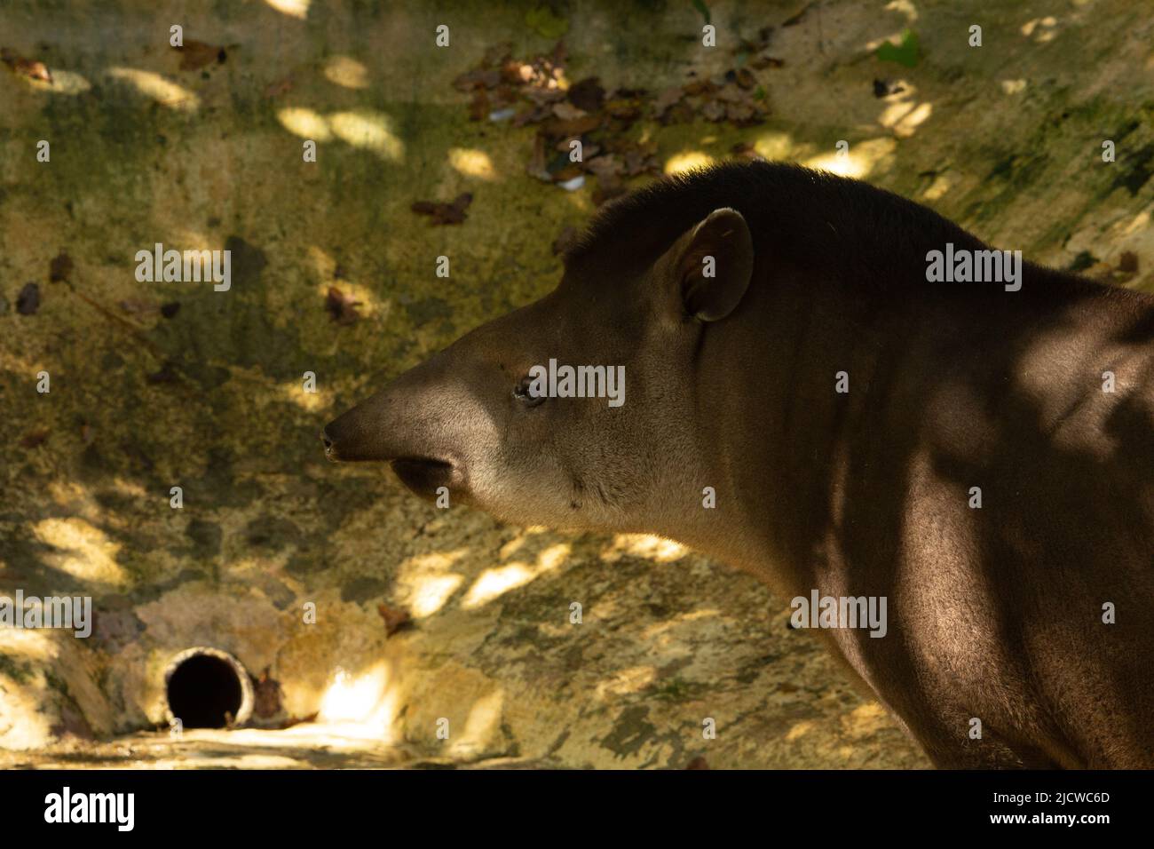South American tapir (Tapirus terrestris) single adult south American ...