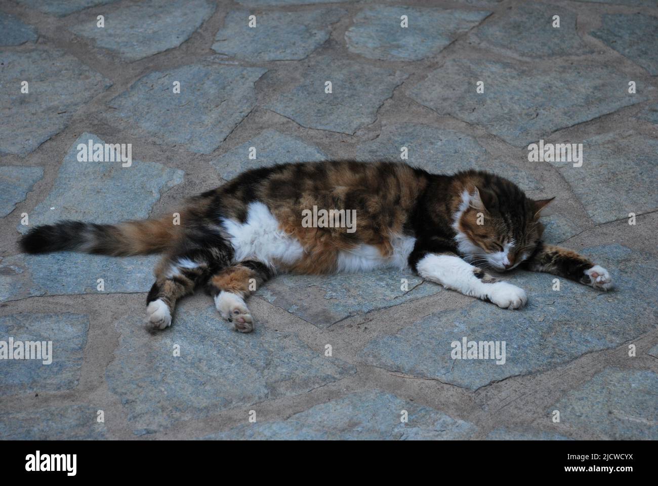 Peluche animali hi-res stock photography and images - Alamy