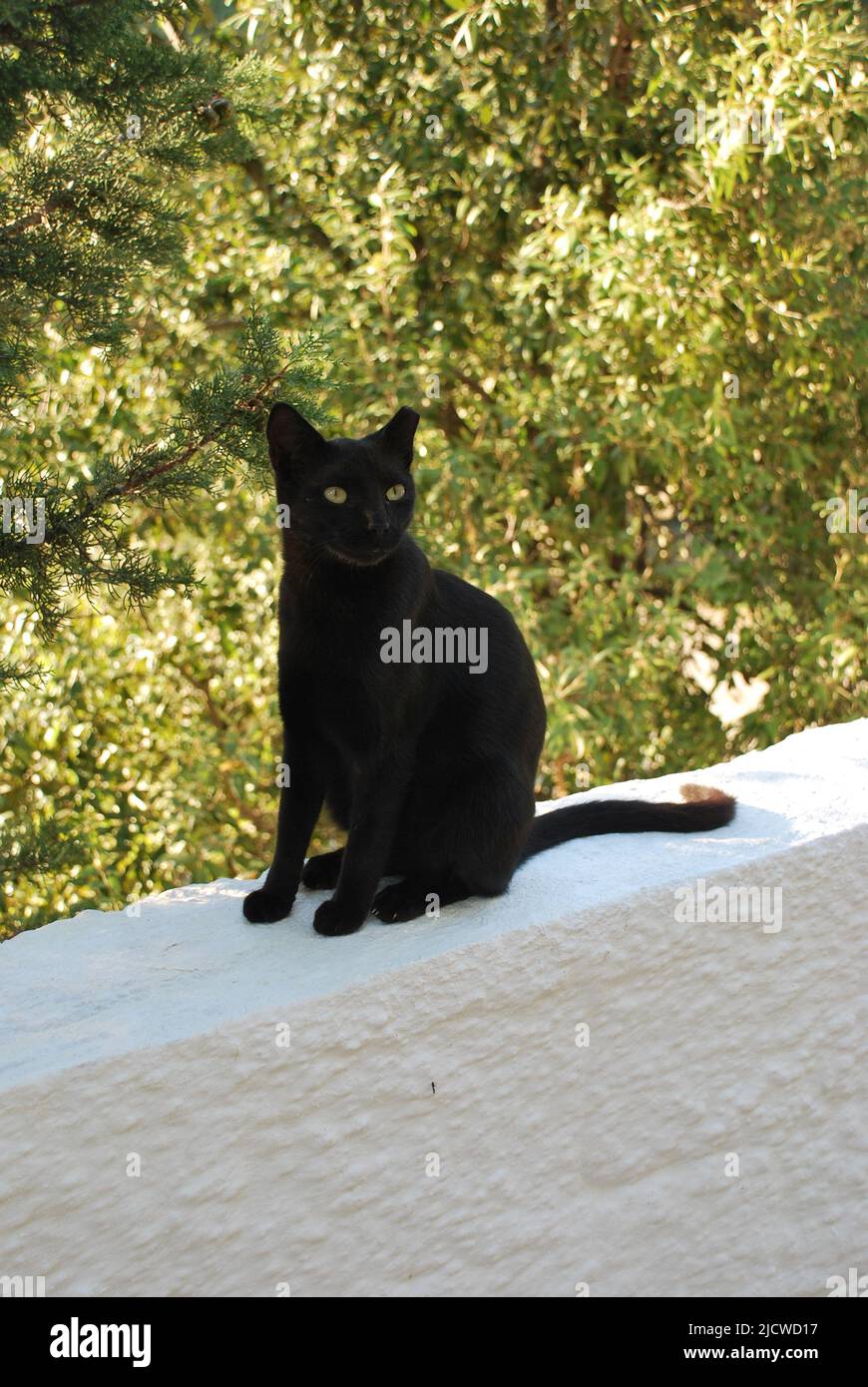 Peluche animali hi-res stock photography and images - Alamy