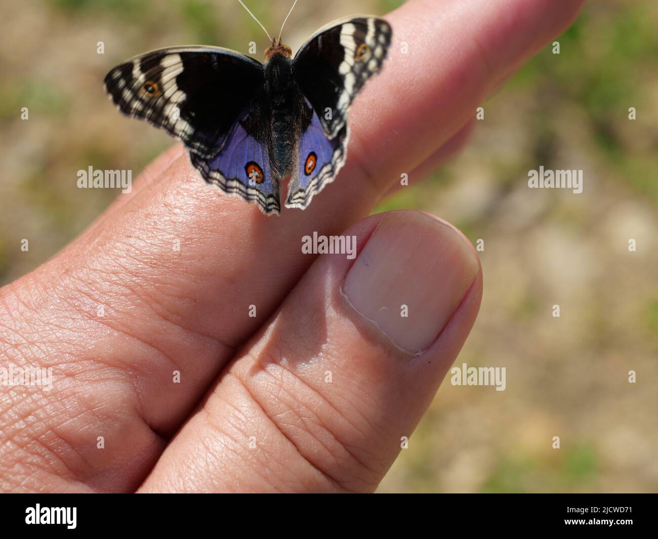 Hand blue butterfly hi-res stock photography and images - Alamy