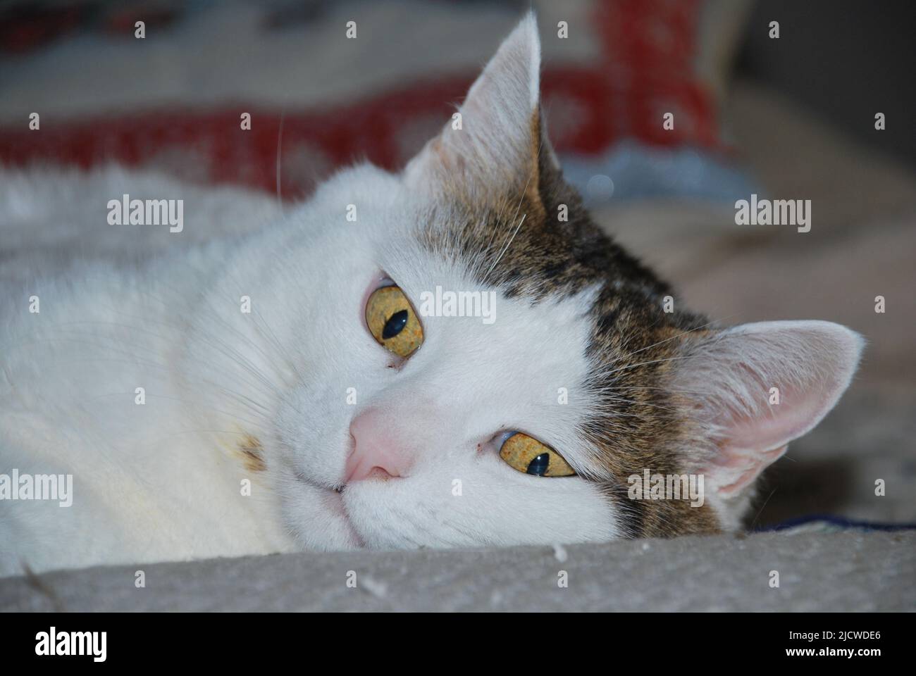 Peluche animali hi-res stock photography and images - Alamy