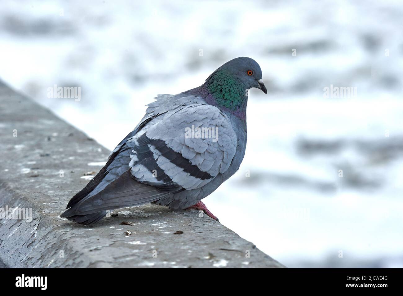 Pigeon on a stone on a blurry background Stock Photo - Alamy