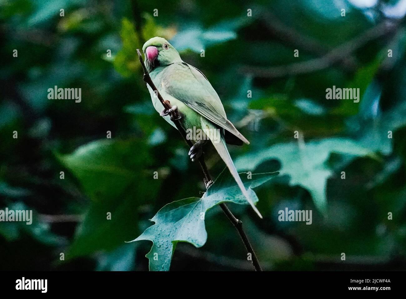 Ecological niche hi-res stock photography and images - Alamy