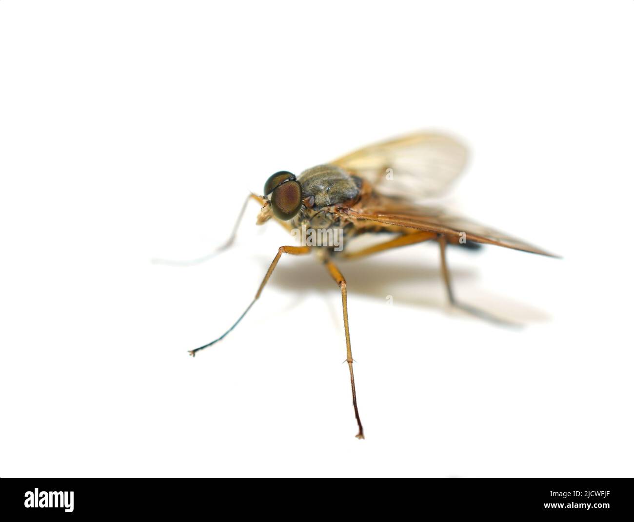 Rhagio tringarius Marsh snipe fly isolated on white background Stock ...