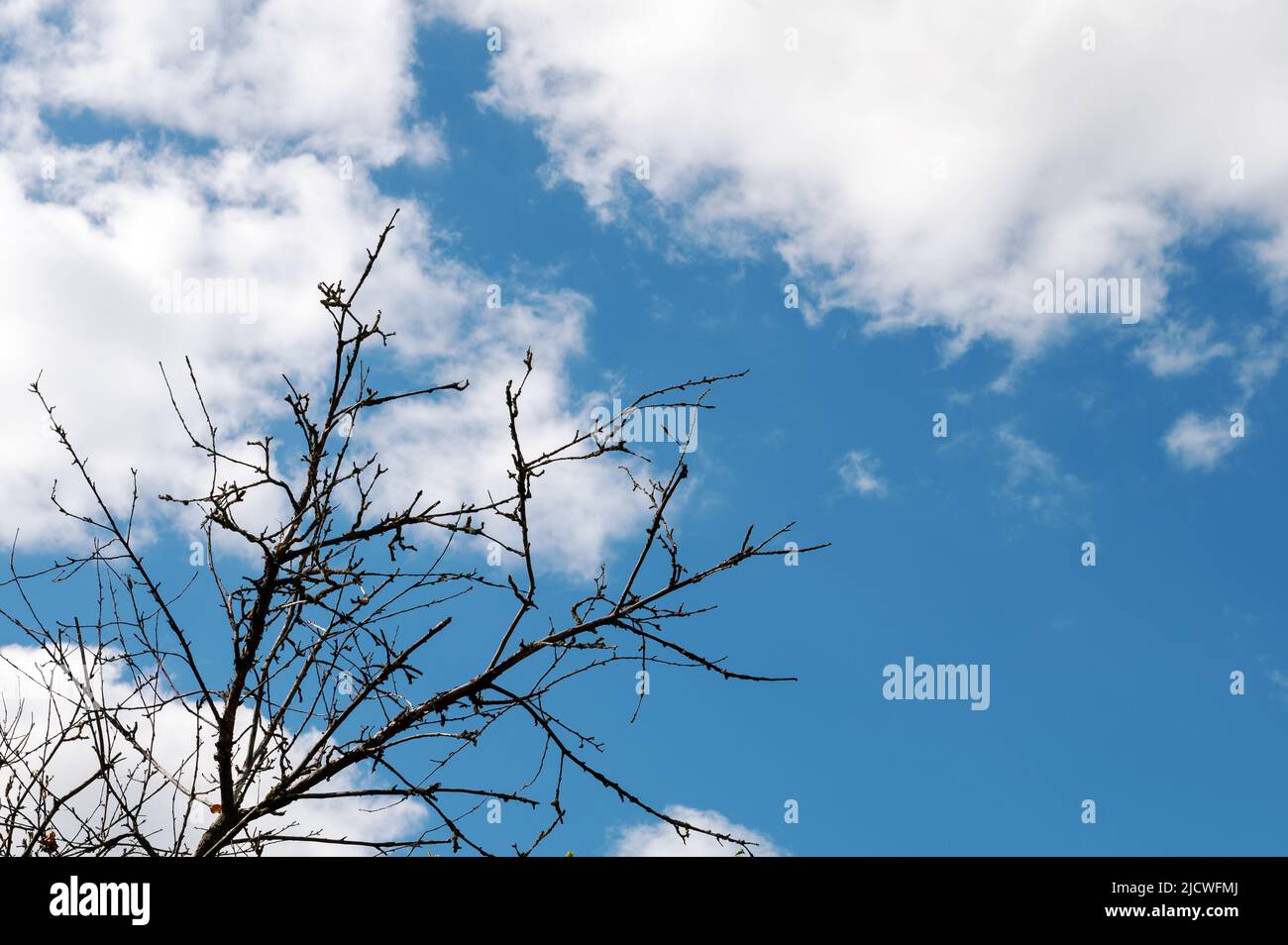 Dry tree branches against a blue sky with clouds. Beautiful background ...