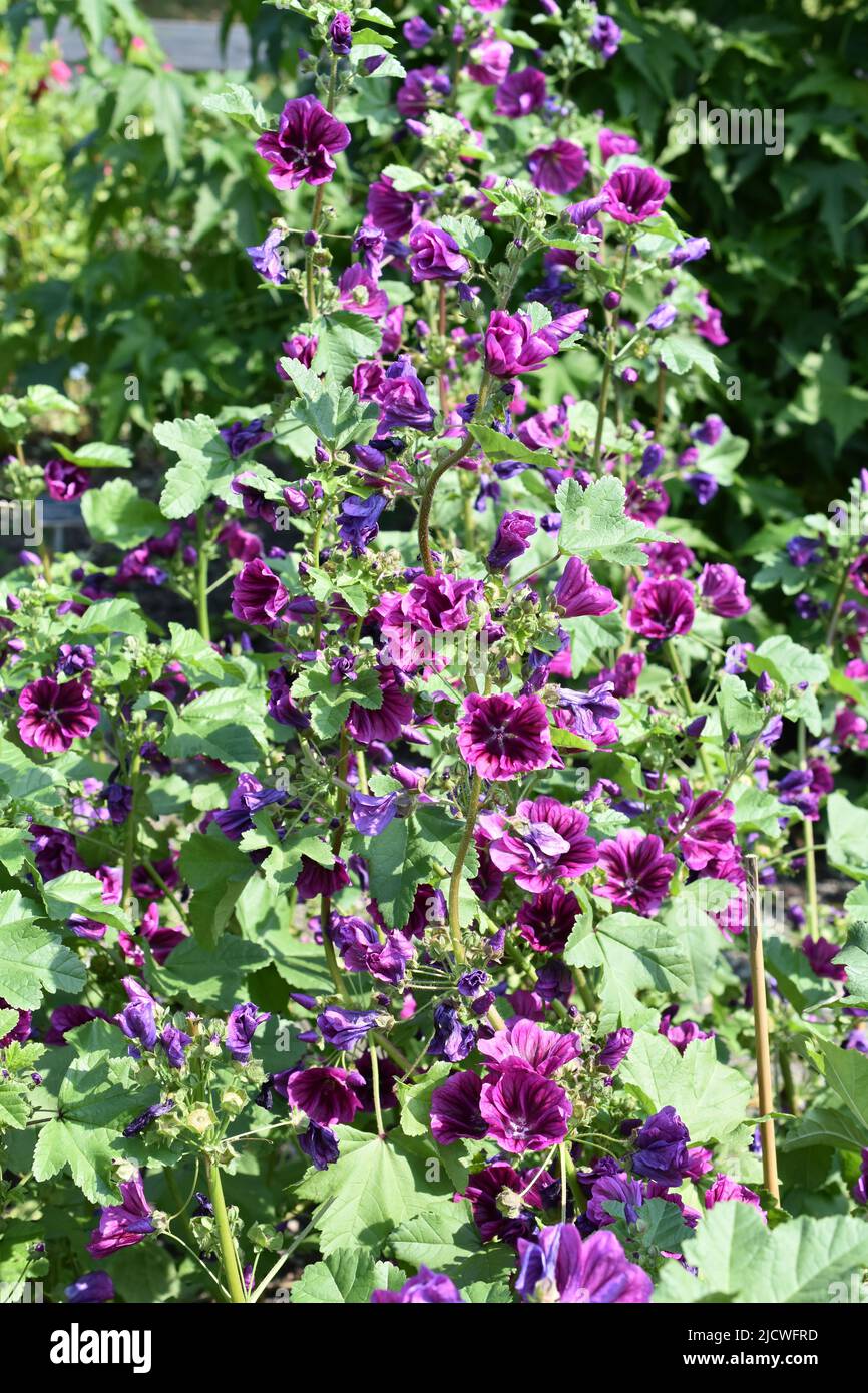 Common hollyhock althaea rosea purple flowers Stock Photo - Alamy
