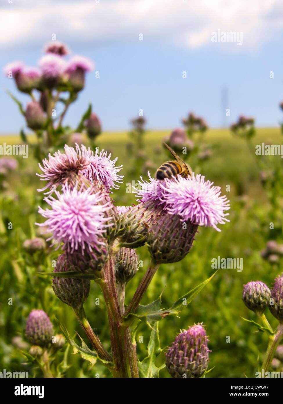 The small light purple flowers of the Field Thistle, Cirsium Arverse ...
