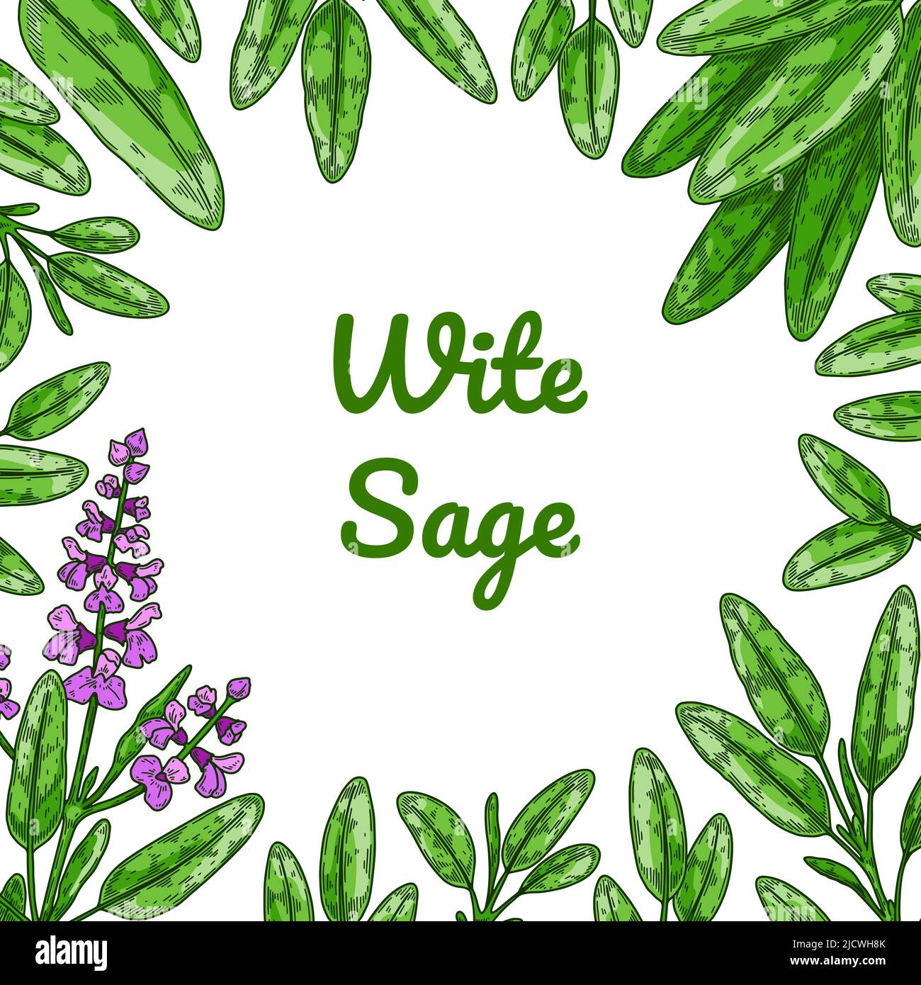 Colorful sage design with green leaves and flowers. Vector illustration ...