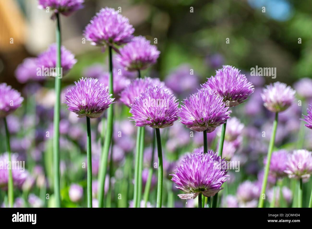 Macro abstract texture view of chives flowers (allium schoenoprasum) in ...