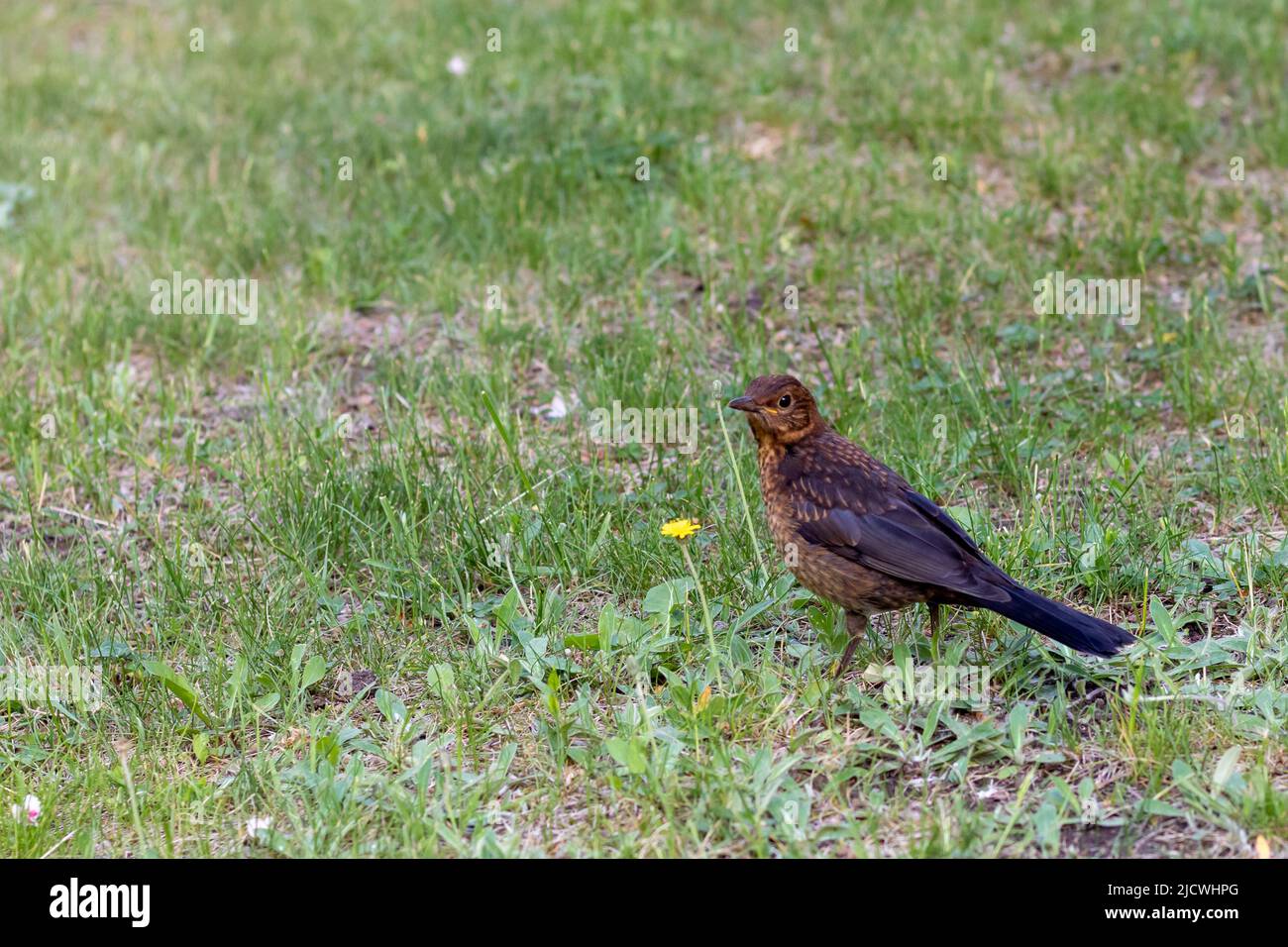 Female thrush hi-res stock photography and images - Alamy