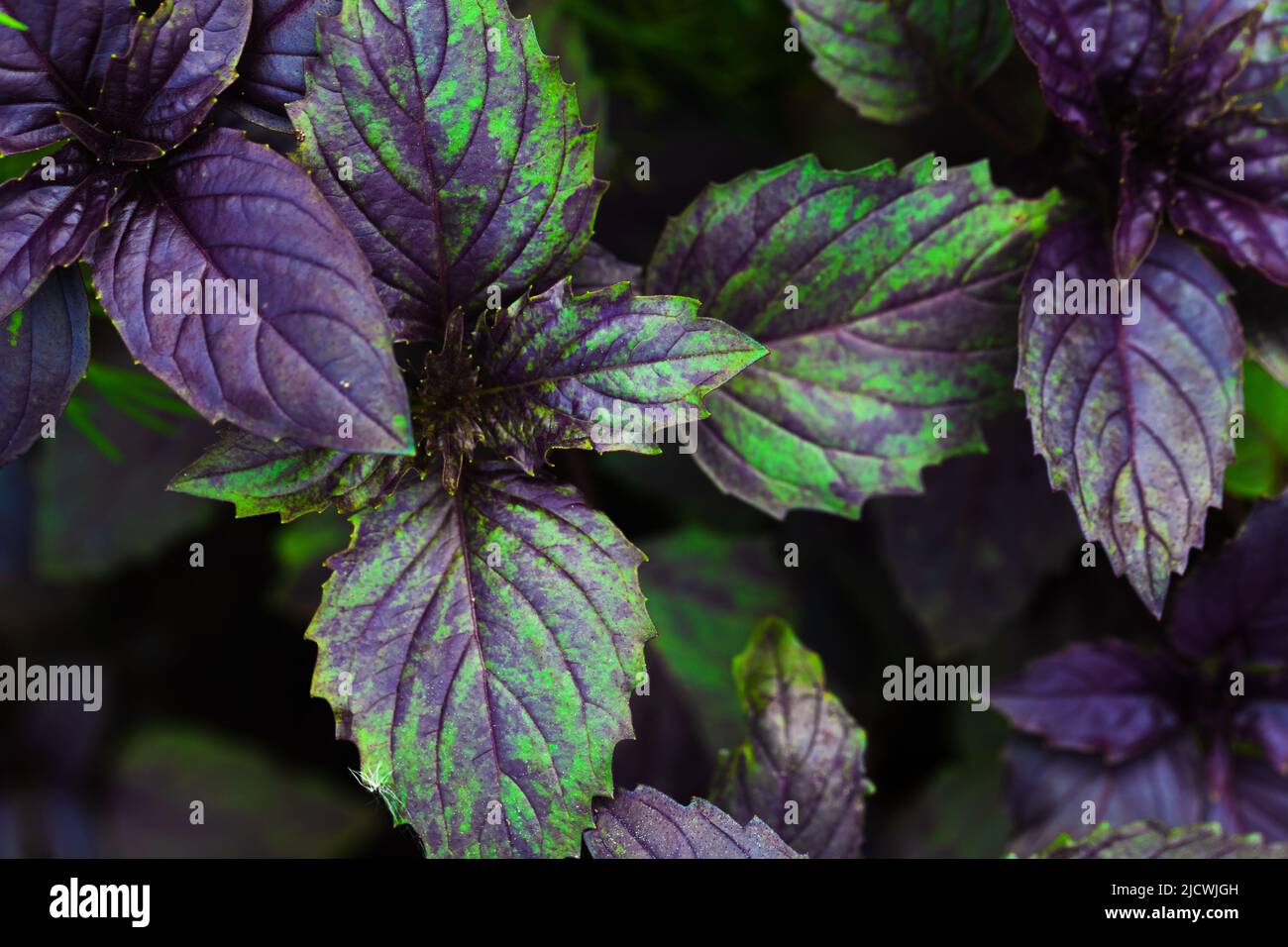 Colorful basil leaves, top view. Natural macro photo with selective ...