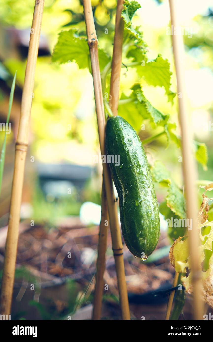 Cucumber growing in the garden. High quality photo Stock Photo - Alamy