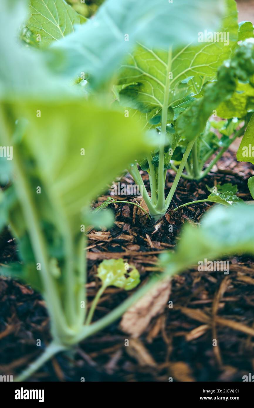 Beautiful raised bed hi-res stock photography and images - Alamy