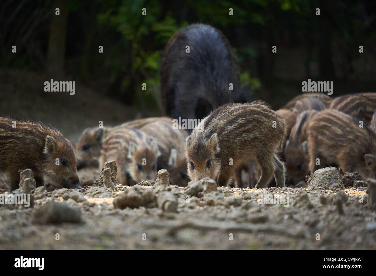 Wild hog herd rooting for food in the forest Stock Photo - Alamy