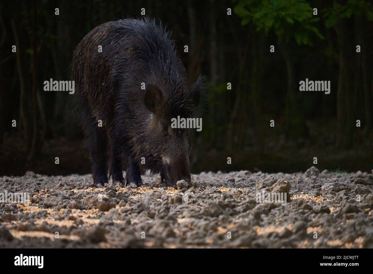 Large dominant wild hog female rooting in the forest Stock Photo - Alamy