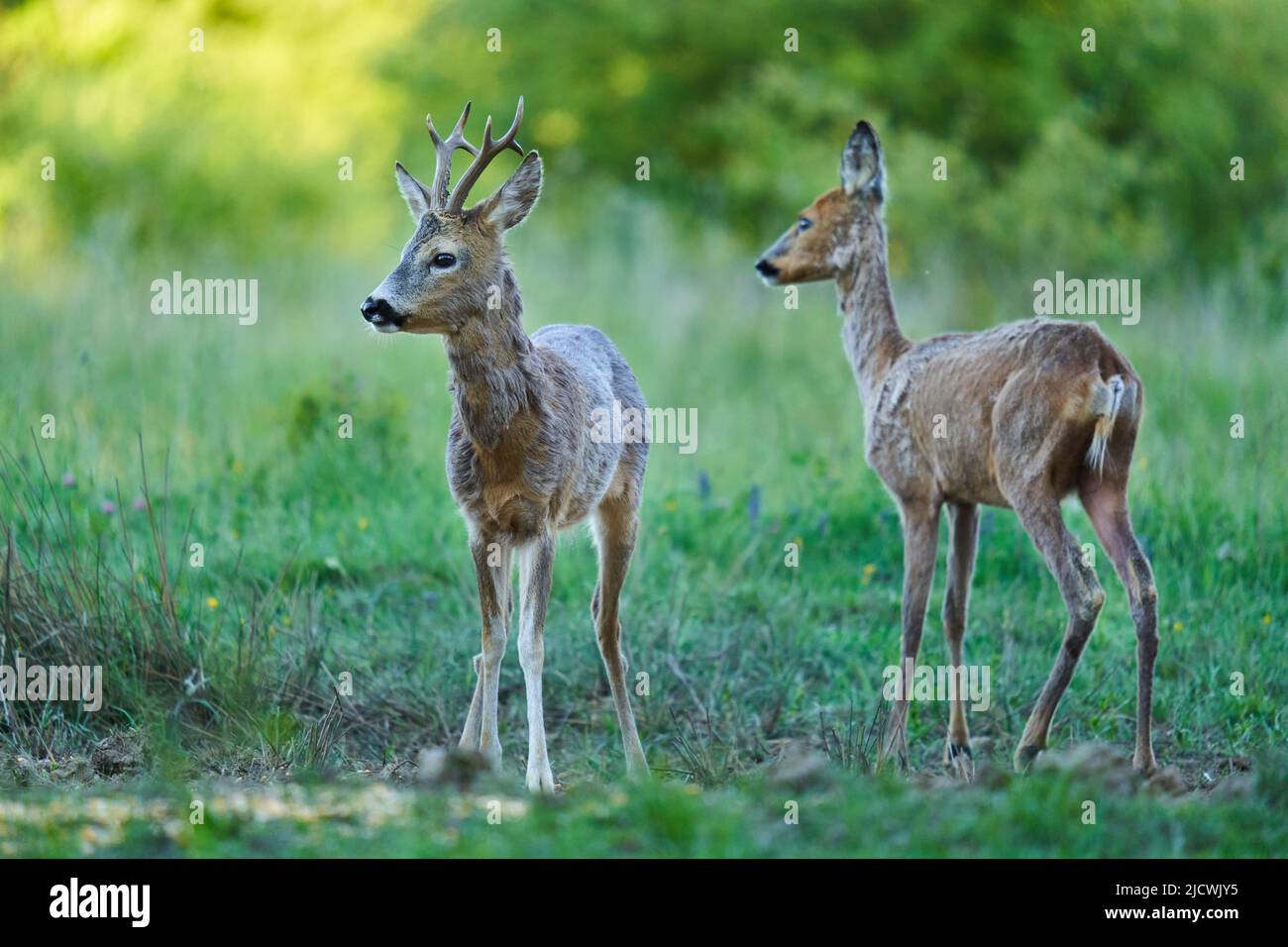 Roe deer male (roebuck) and female on a pasture by the forest Stock ...
