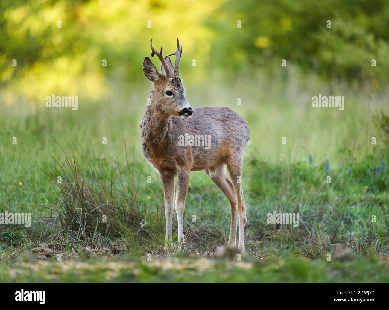 Roe deer male (roebuck) on a pasture by the forest Stock Photo - Alamy