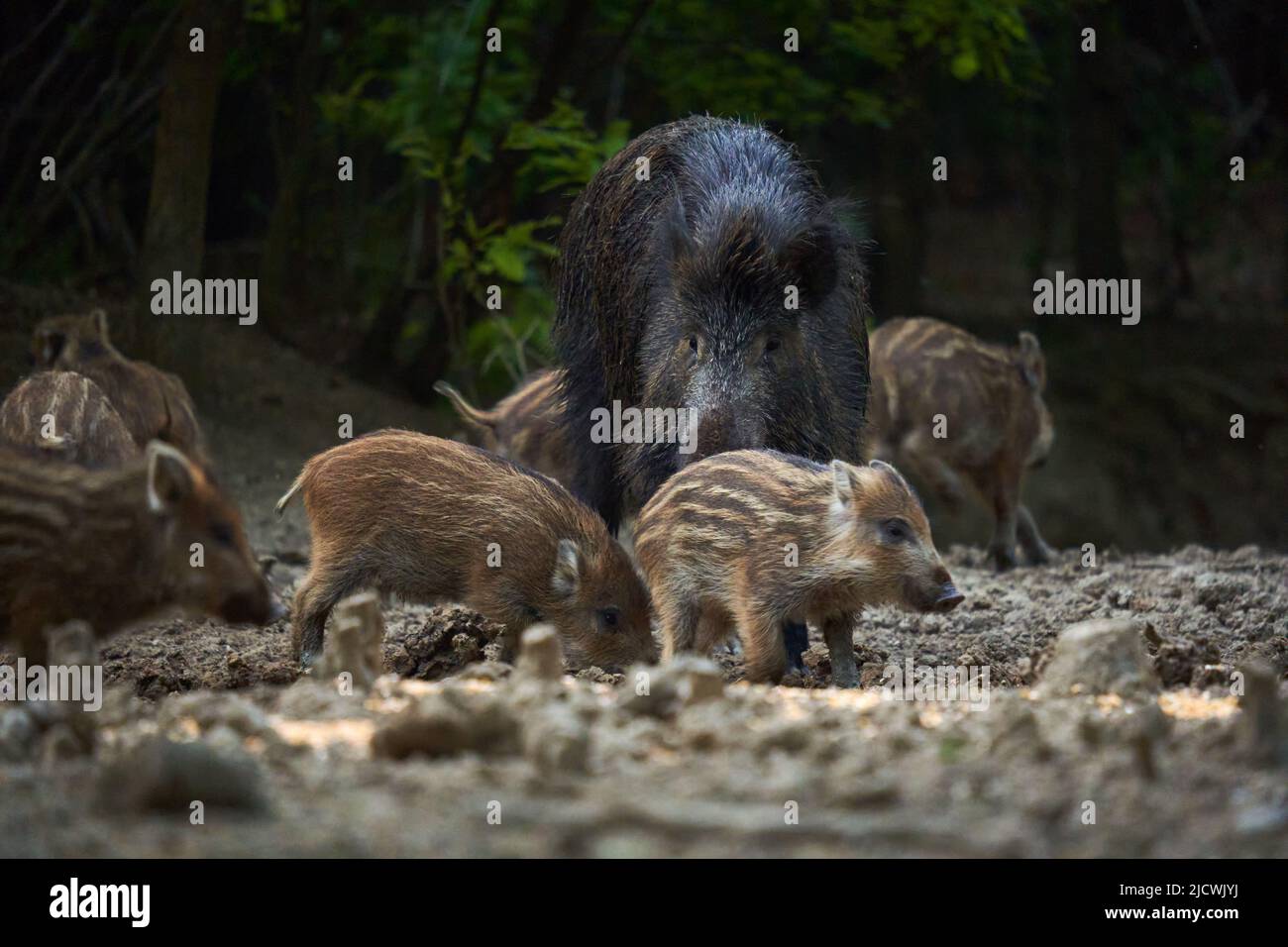 Wild hog herd rooting for food in the forest Stock Photo - Alamy