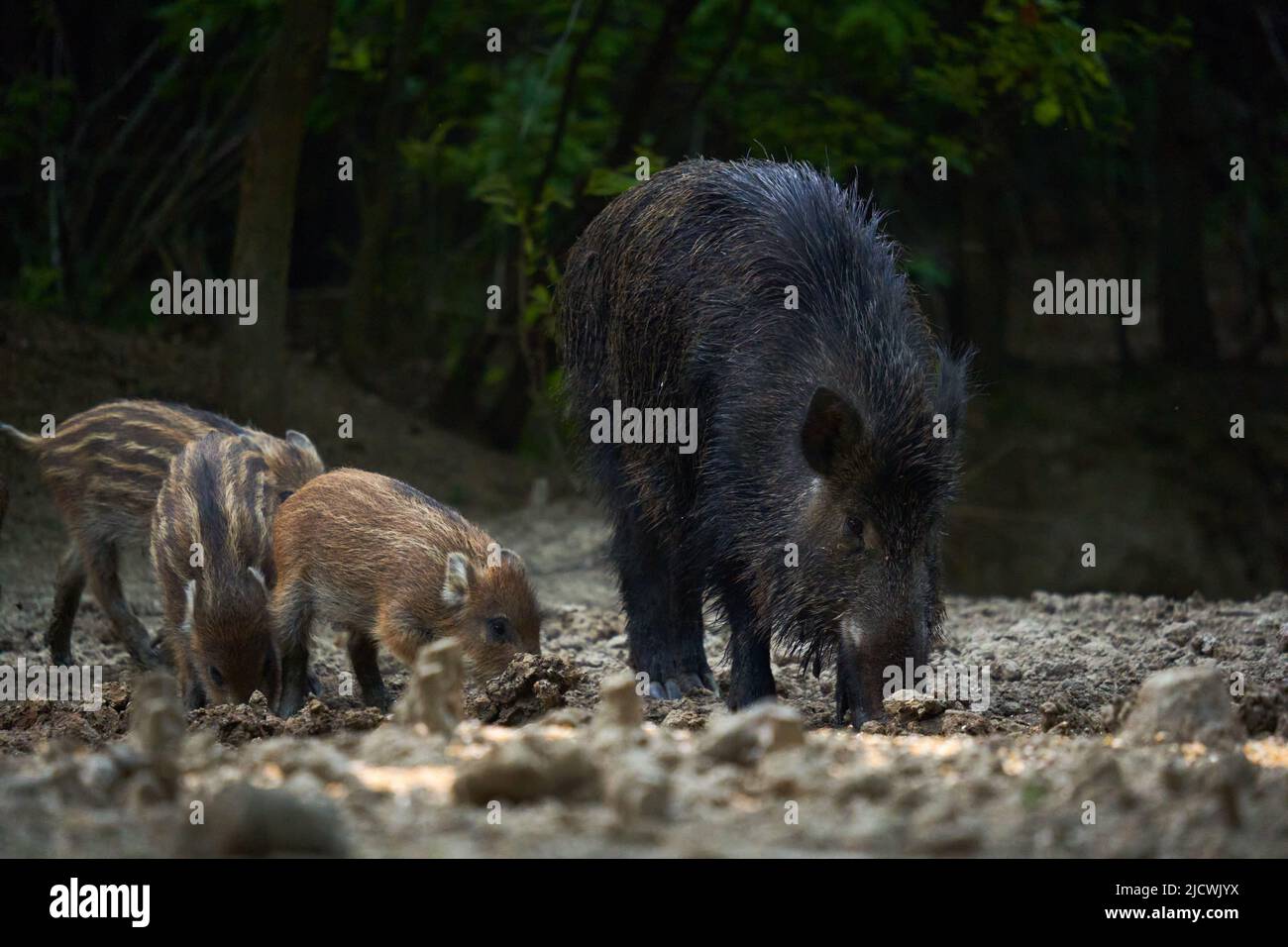 Wild hog herd rooting for food in the forest Stock Photo - Alamy