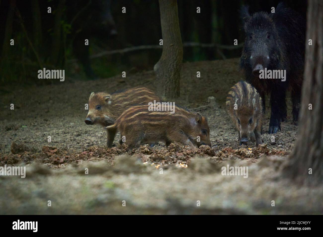 Wild hog herd rooting for food in the forest Stock Photo - Alamy