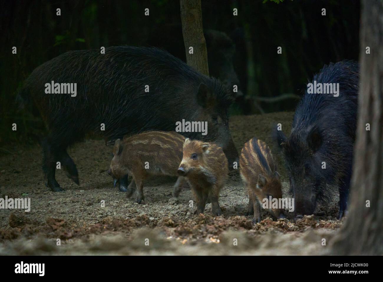 Wild hog herd rooting for food in the forest Stock Photo - Alamy