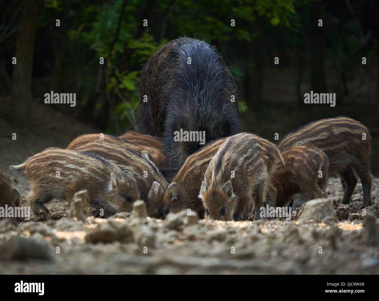 Wild hog herd rooting for food in the forest Stock Photo - Alamy