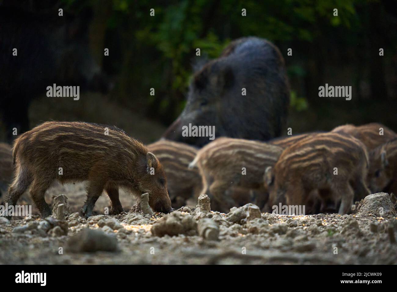 Wild hog herd rooting for food in the forest Stock Photo - Alamy