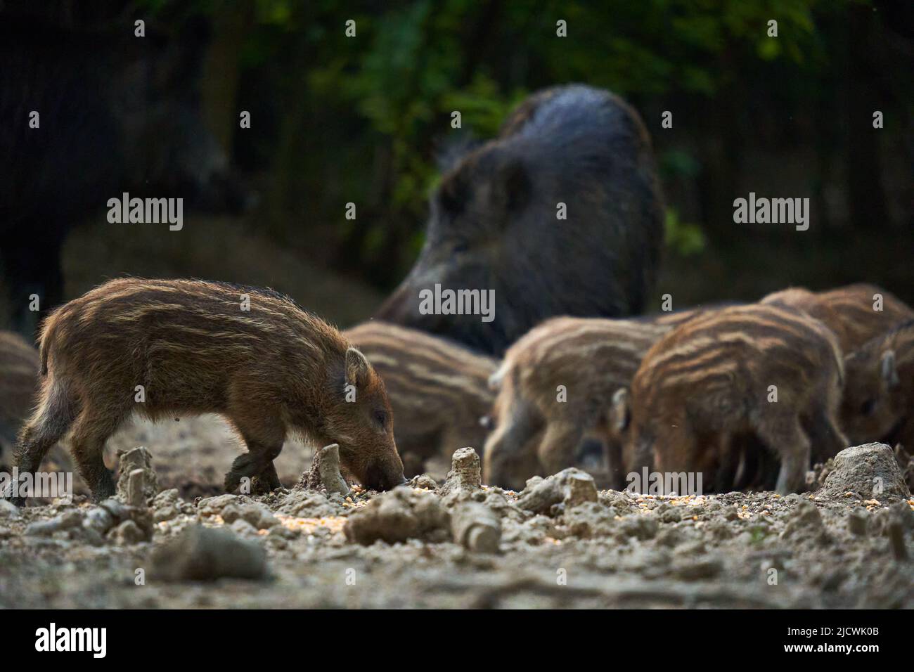 Wild hog herd rooting for food in the forest Stock Photo - Alamy