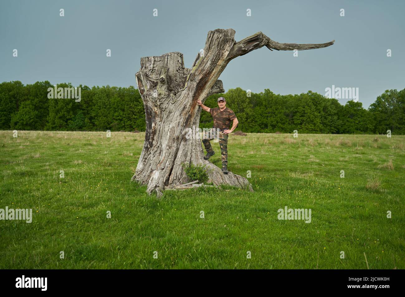 Game ranger by a huge stump in the oak forest, dressed in camouflage Stock Photo - Alamy