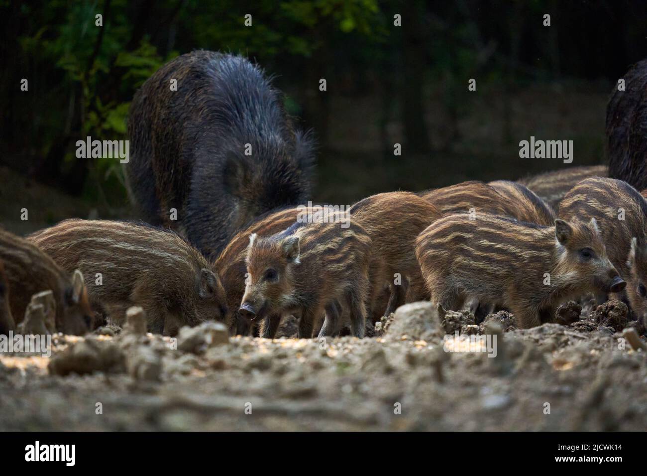 Wild hog herd rooting for food in the forest Stock Photo - Alamy