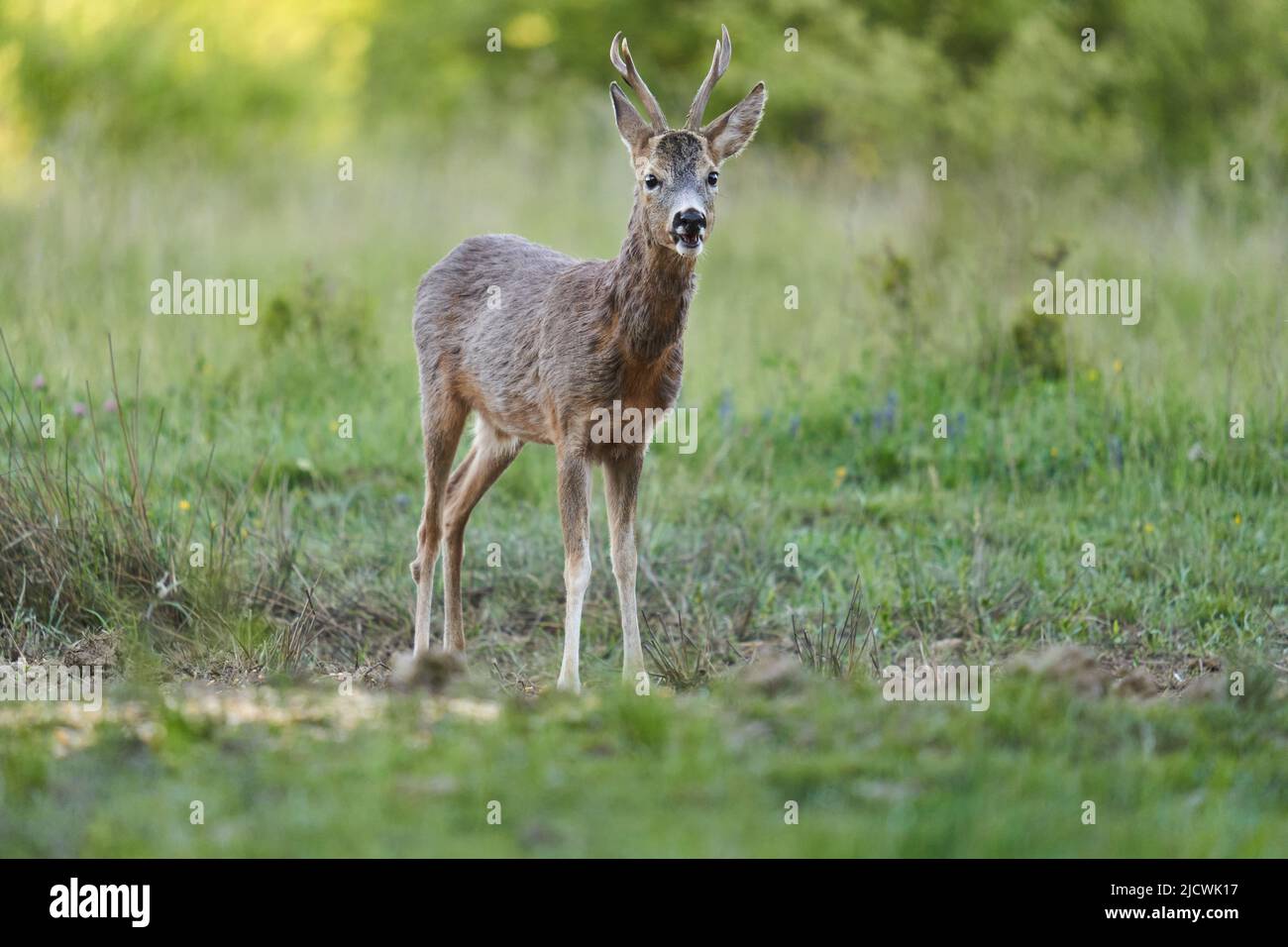 Roe deer male (roebuck) on a pasture by the forest Stock Photo - Alamy