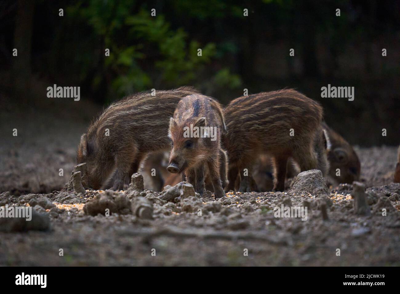 Wild hog herd rooting for food in the forest Stock Photo - Alamy