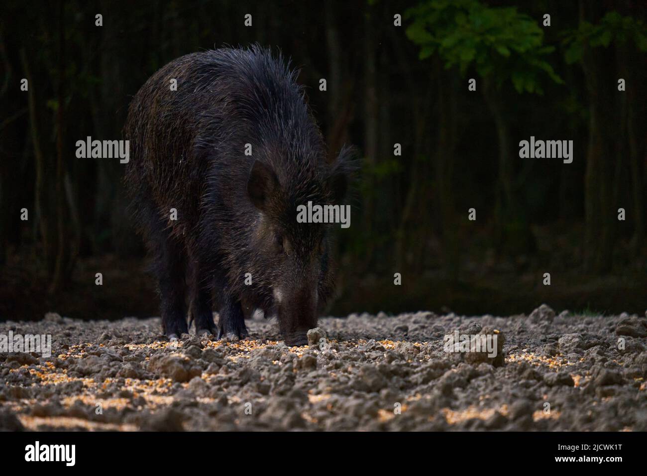 Large dominant wild hog female rooting in the forest Stock Photo - Alamy