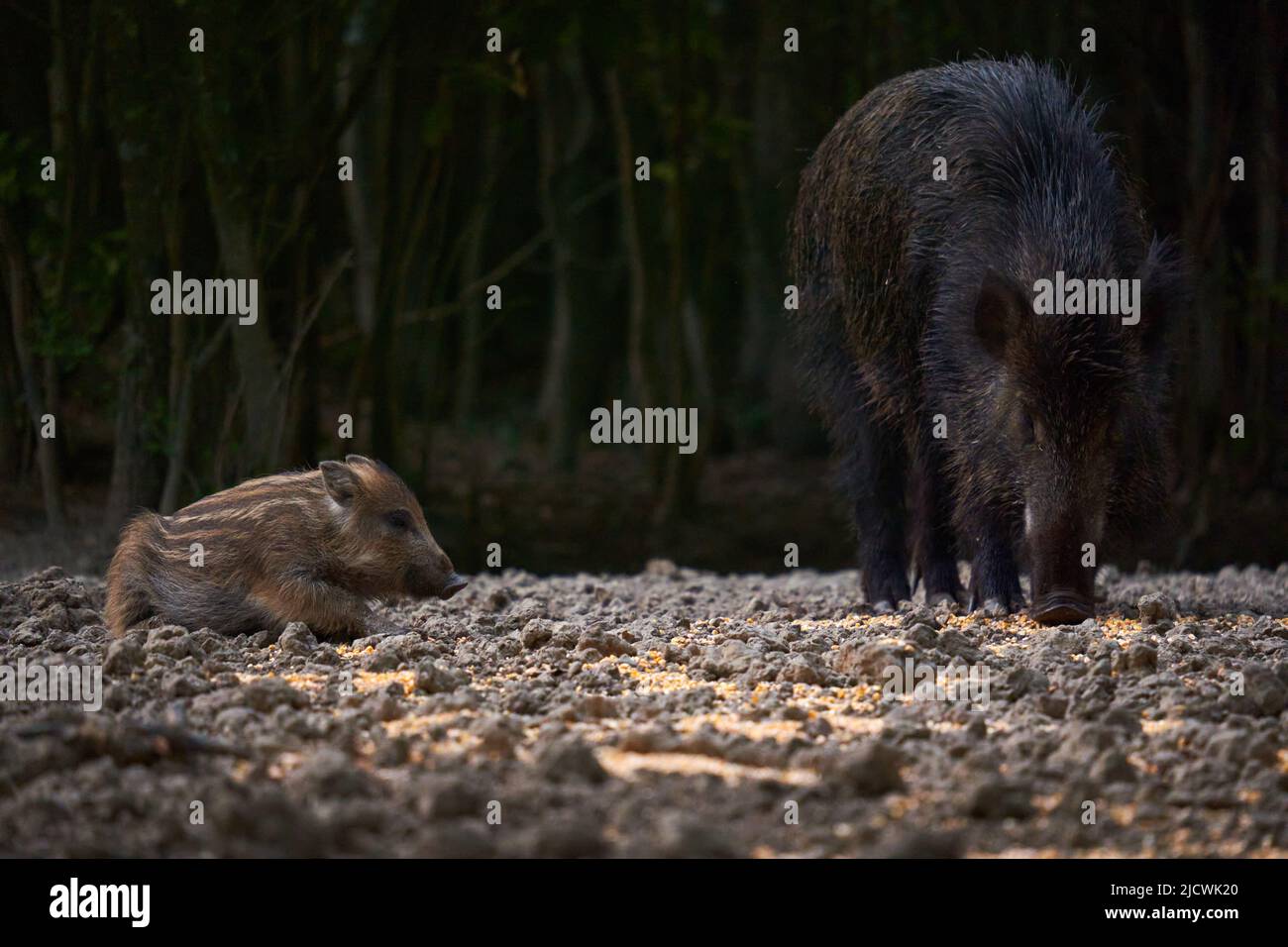 Wild hog herd rooting for food in the forest Stock Photo - Alamy
