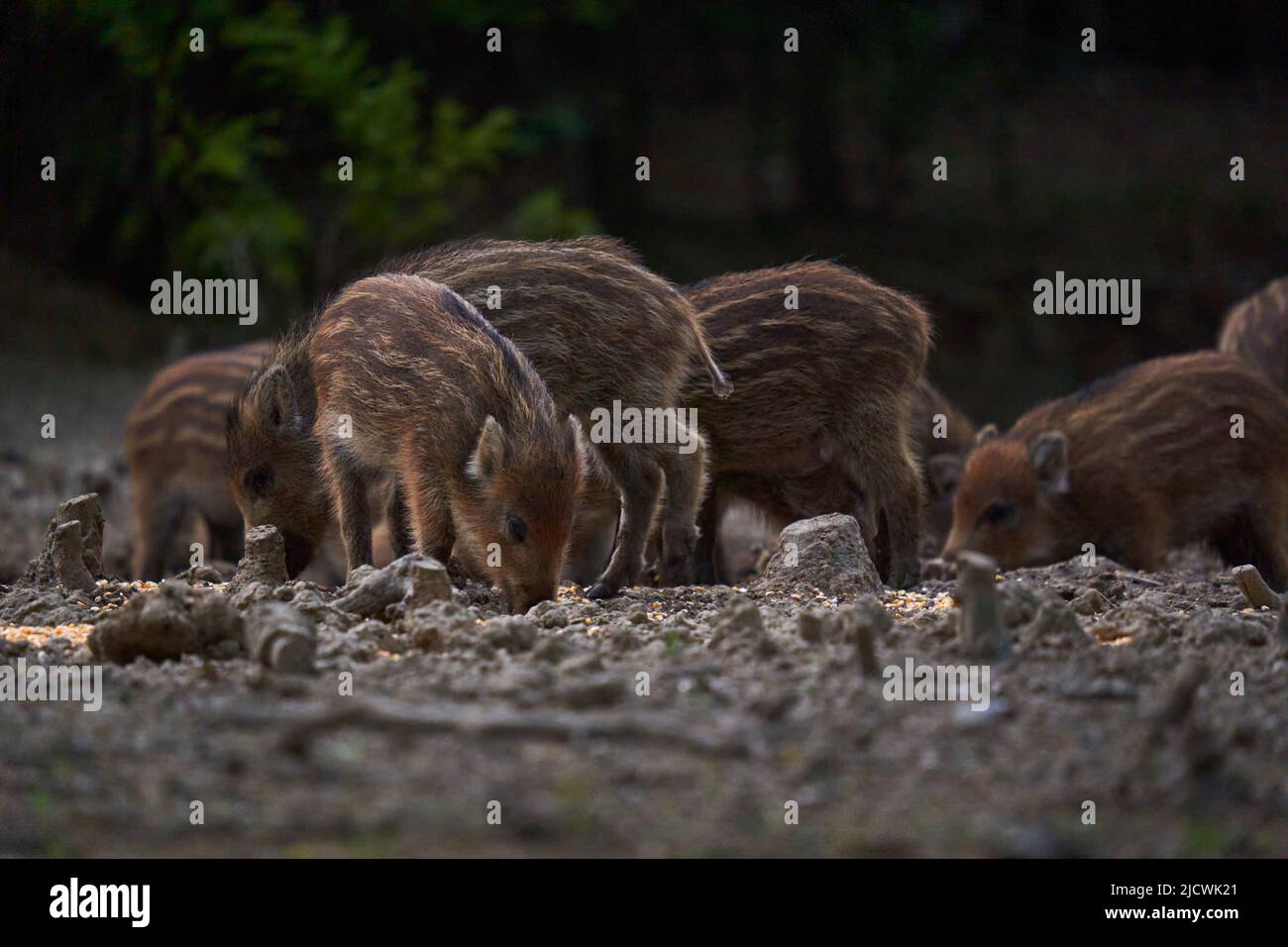Wild hog herd rooting for food in the forest Stock Photo - Alamy