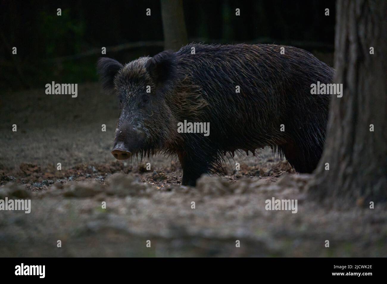 Large dominant wild hog female rooting in the forest Stock Photo - Alamy